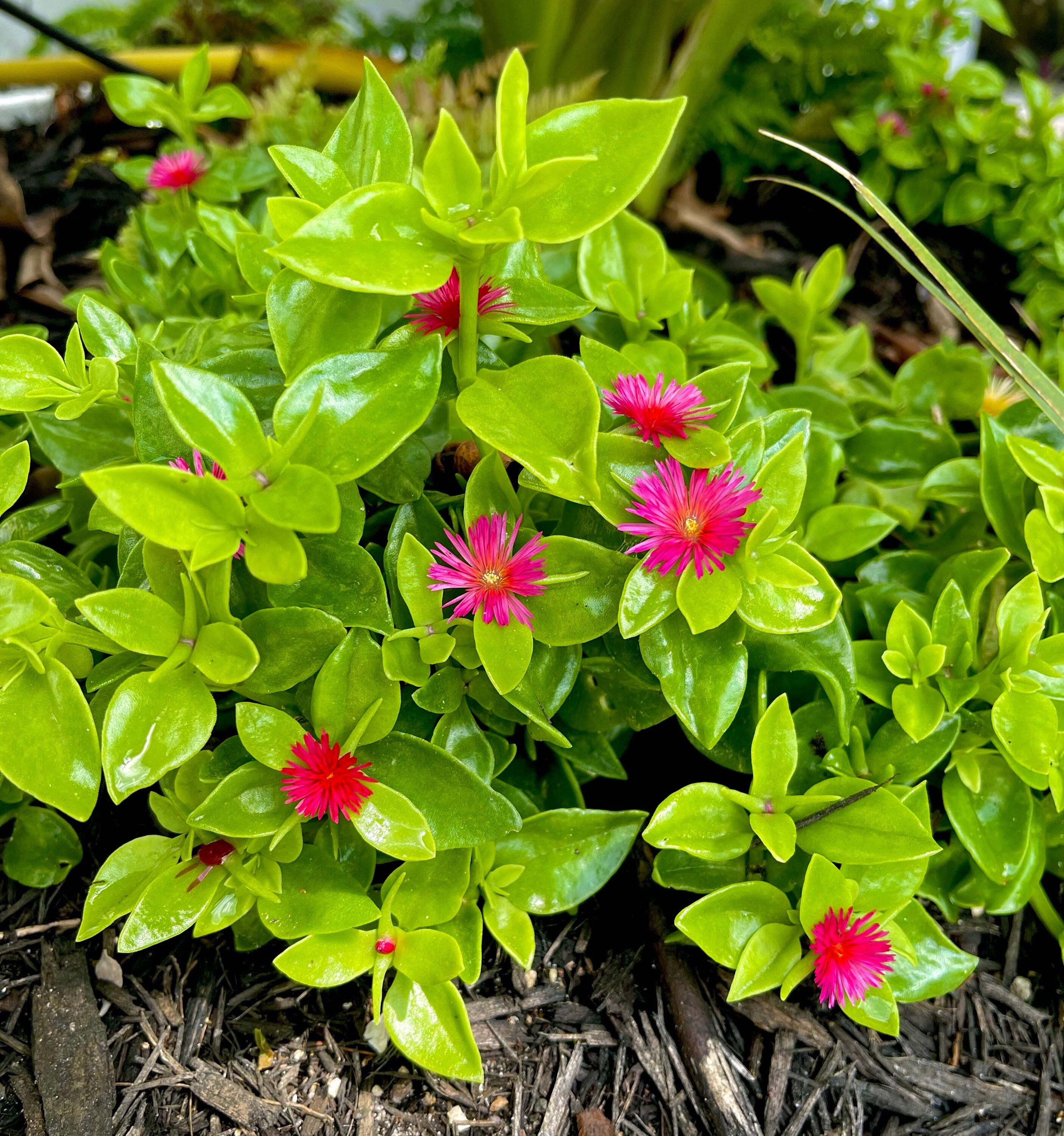 10 Cuttings Baby Sun Rose Heart Leaf Ice Plant Ground Cover - Etsy