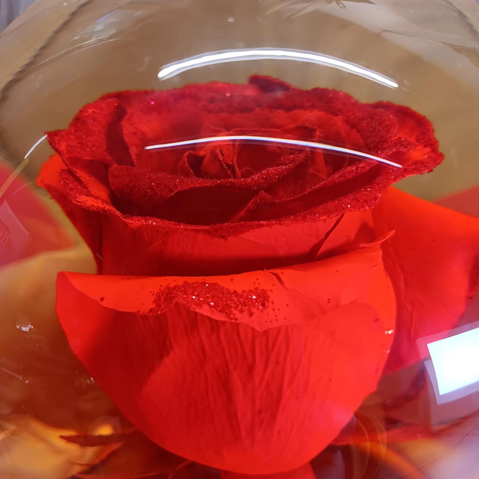 Beautiful Preserved Red Rose in Glass Dome - Etsy