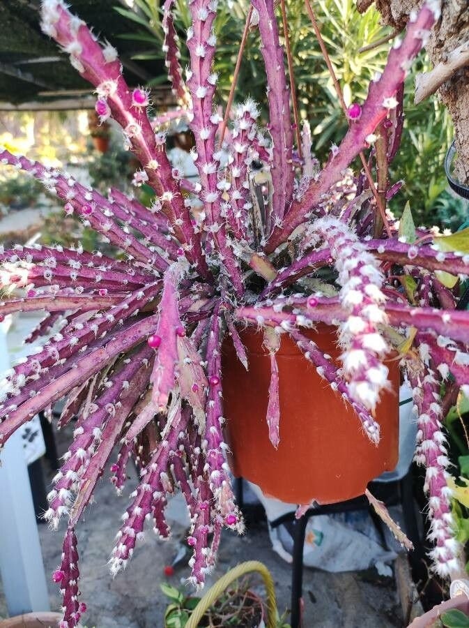 Lepismium Cruciforme red Tip 55 Cm - Etsy