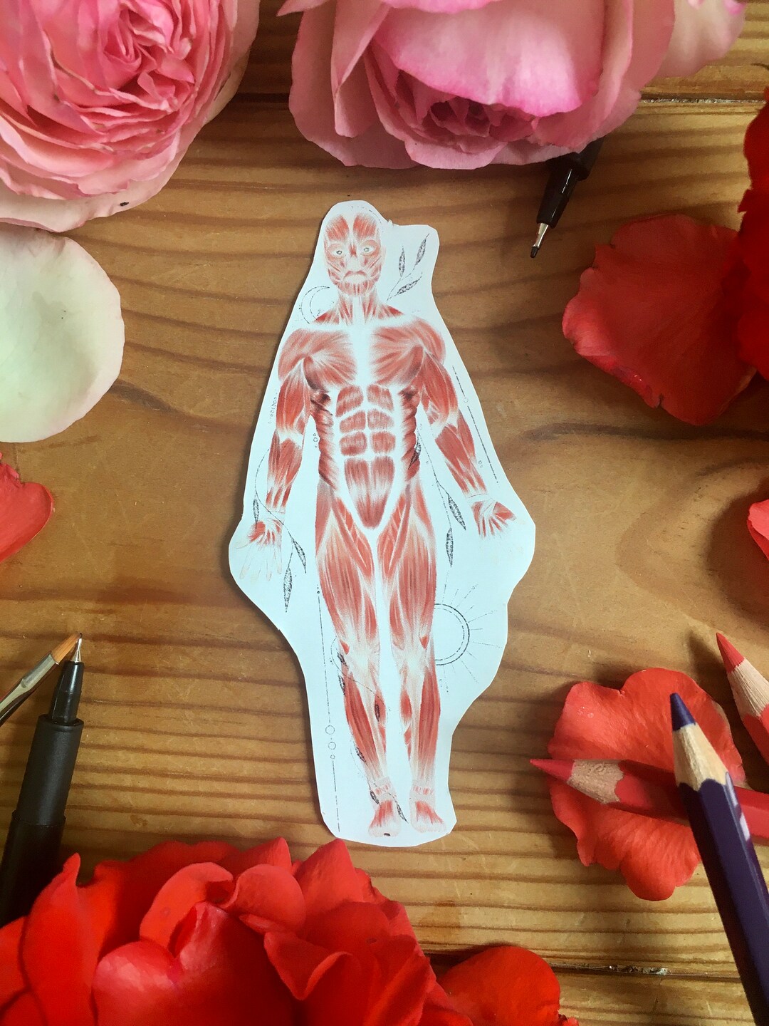Individual Human Body Sticker - Etsy