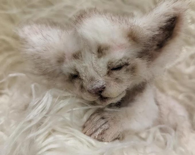 AVAILABLE* Cute Baby Fox Cub Art Doll - Arctic Fox Baby - Fennec Fox ...