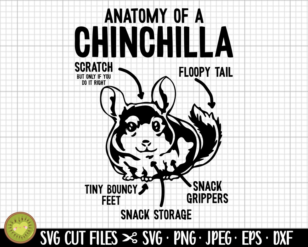 Chinchilla Svg - Etsy
