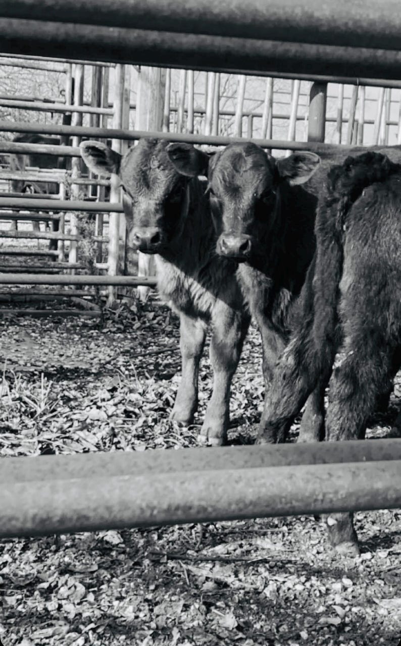 Farm Cow Digital Print - Rustic Cow Photo - Etsy