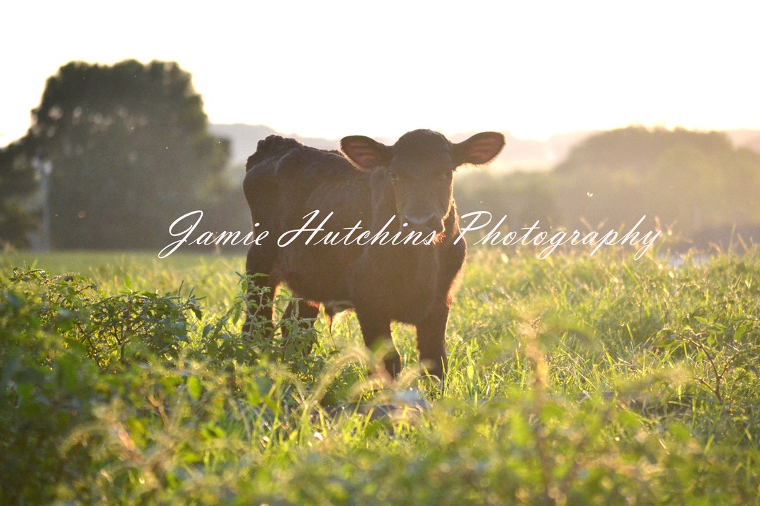 Calf Photo, Digital Download - Etsy