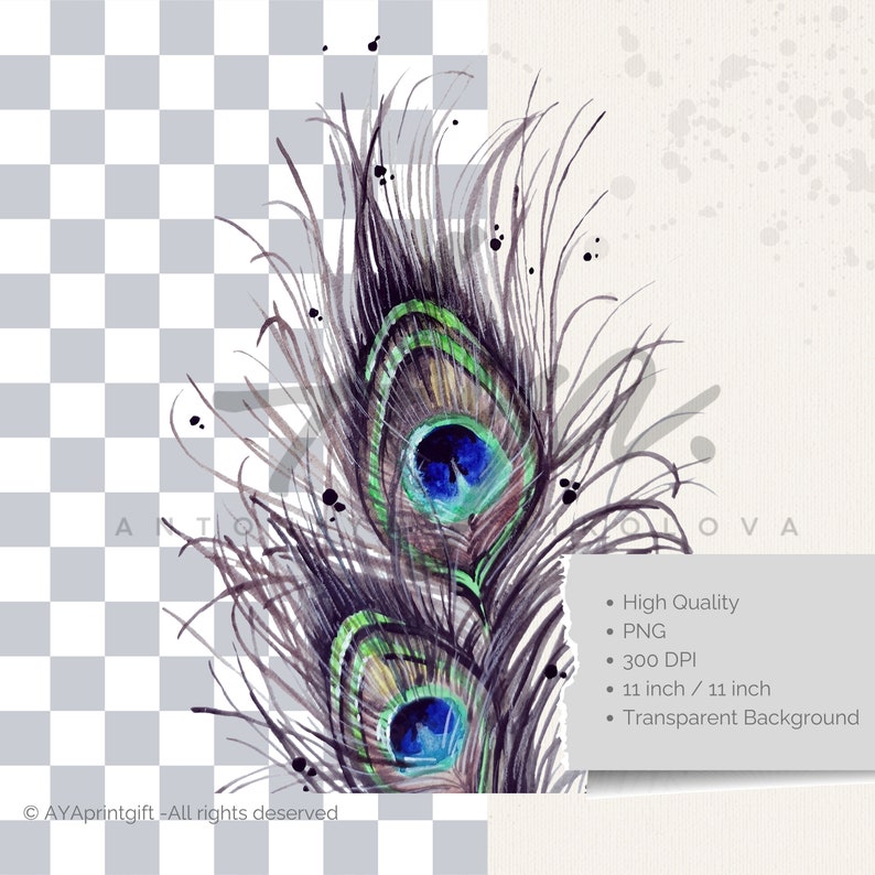 Peacock Feather Clipart Watercolor Peacock Printable Watercolor Clipart ...