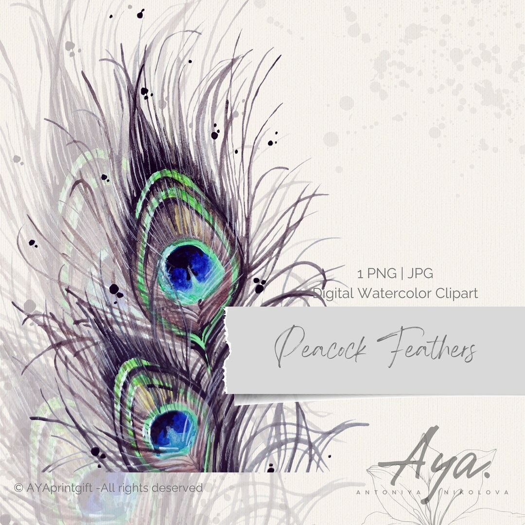 Peacock Feather Clipart | Watercolor Peacock | Printable Watercolor ...