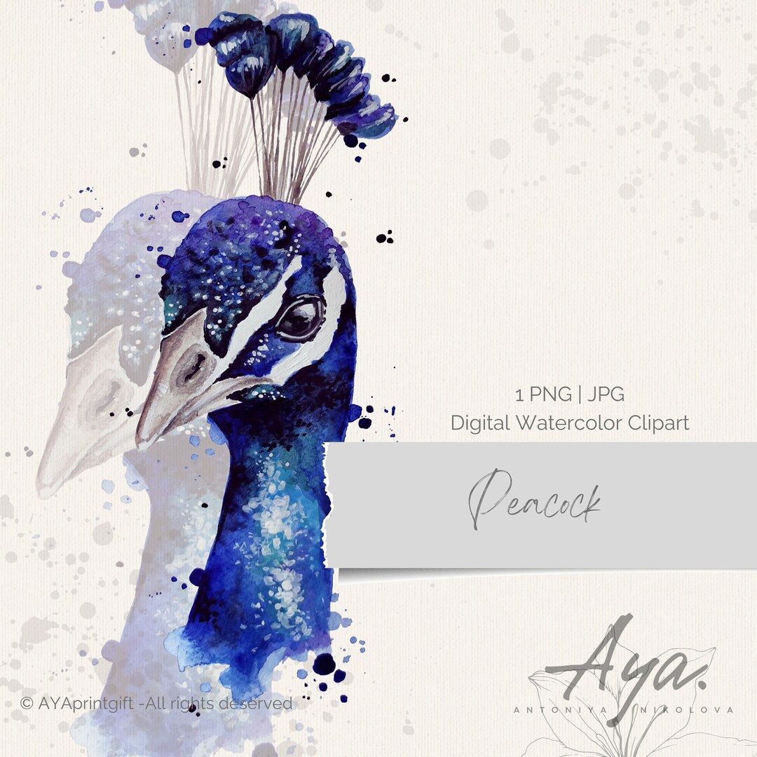 Watercolor Peacock Clipart | Digital Download PNG Printable Clip Art ...