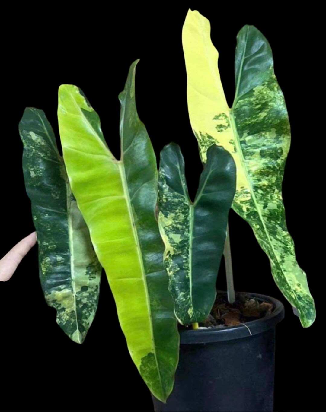 Philodendron Billietae Variegated Nice Variegation USA Seller buyer ...