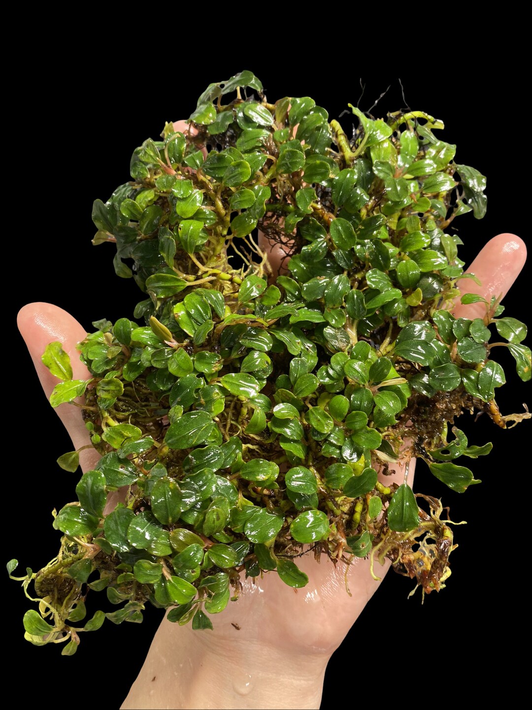 Bucephalandra Mini Clump Big Clump Buyer Receives Exact Clump - Etsy