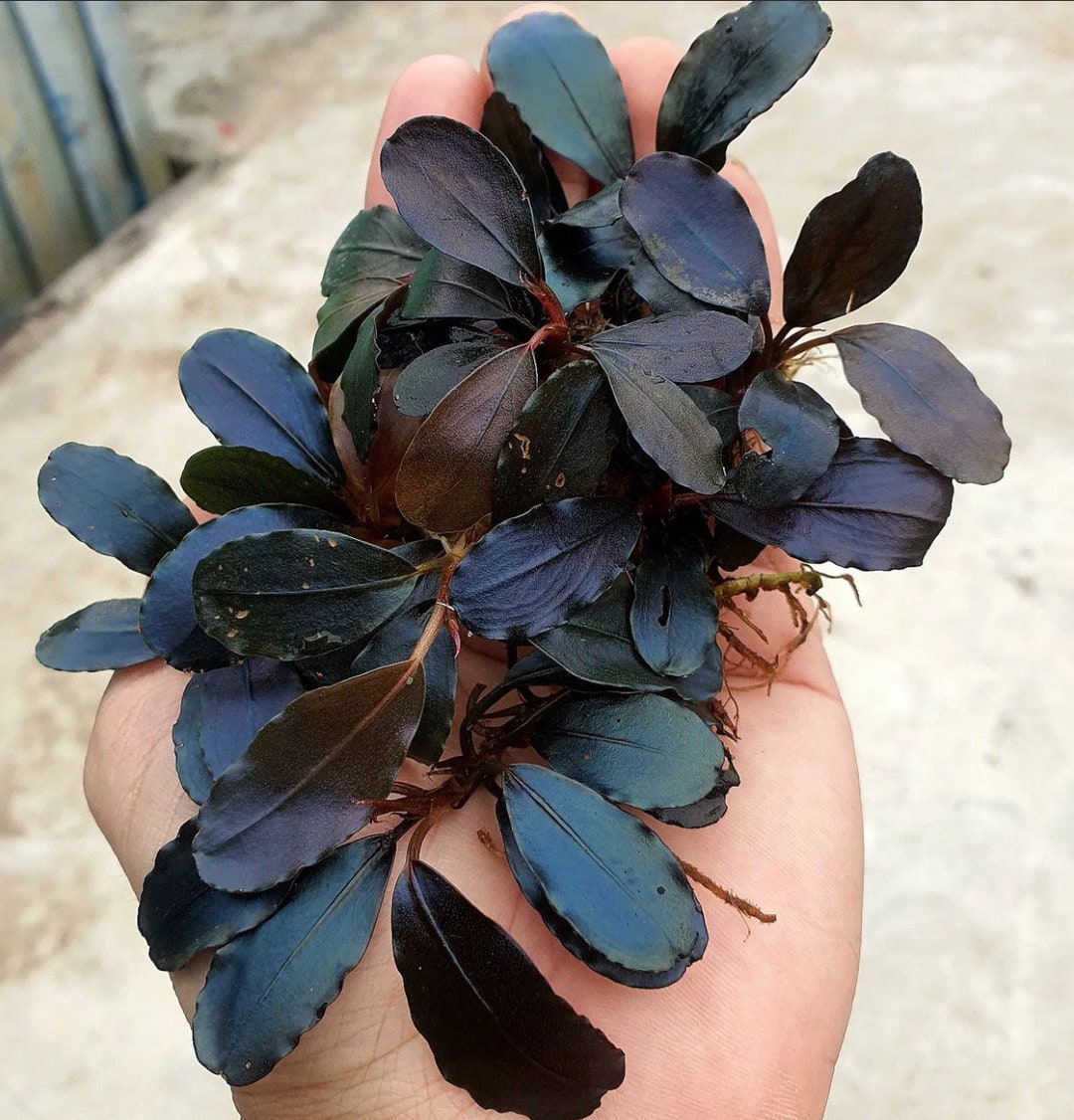 Bucephalandra Metallic Blue - Etsy