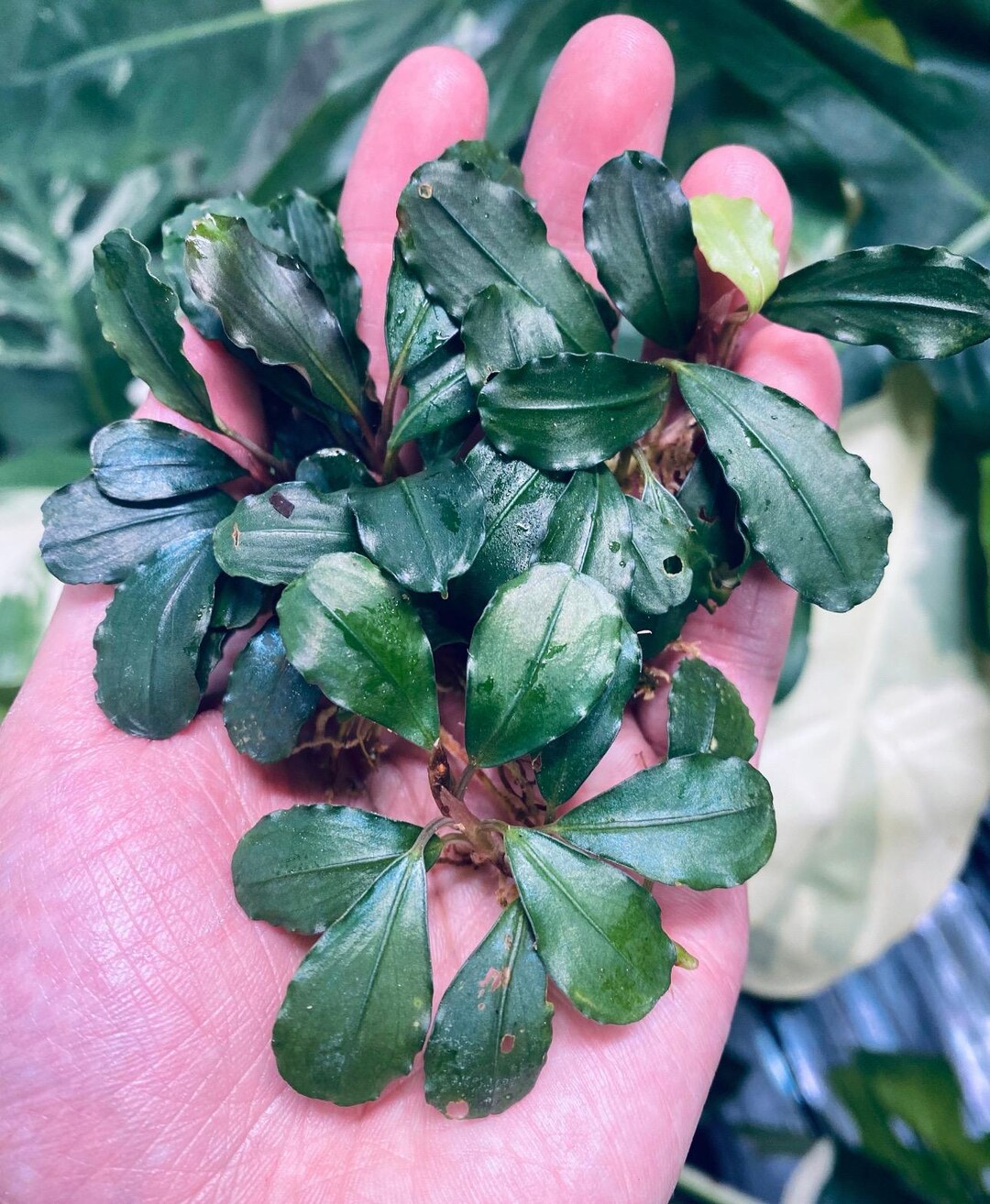 Bucephalandra Purple Swan | Pre-order Shipped Out by May 23 - May 30 - Etsy