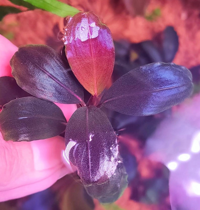 Bucephalandra Helena 2013 rare - Etsy
