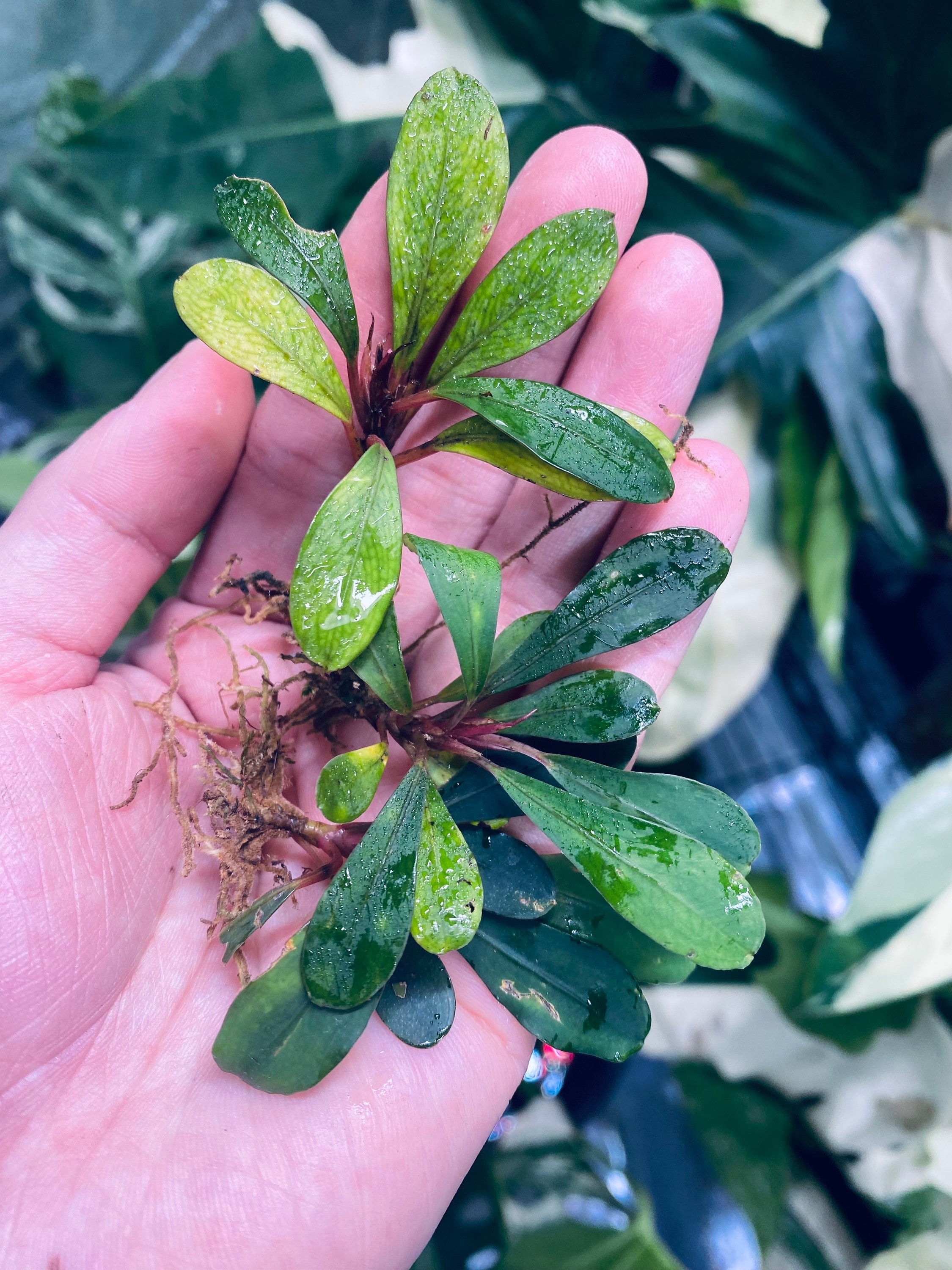 Bucephalandra Paris Aquatic Plant PRE ORDER Available May 24th - Etsy