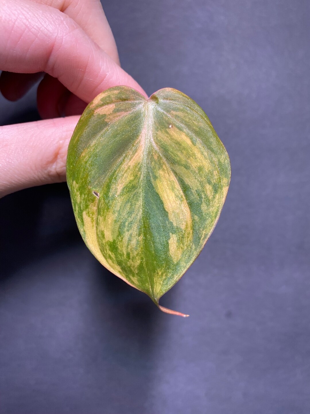Variegated Micans Super Sale - Etsy