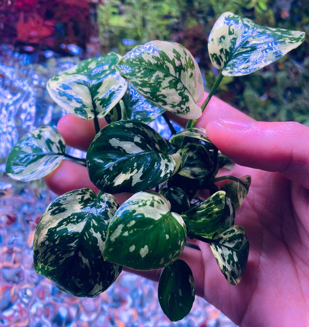 Variegated Anubias King Rare Anubias/limited Available PRE ORDER. Buyer ...