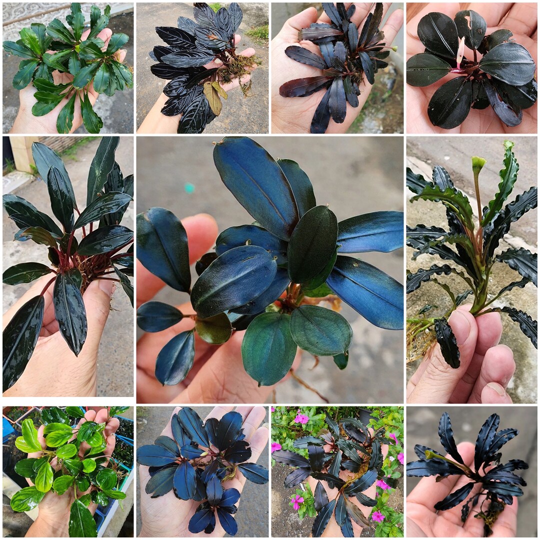 Bucephalandra Beginner Pack - 10 Plants - Etsy