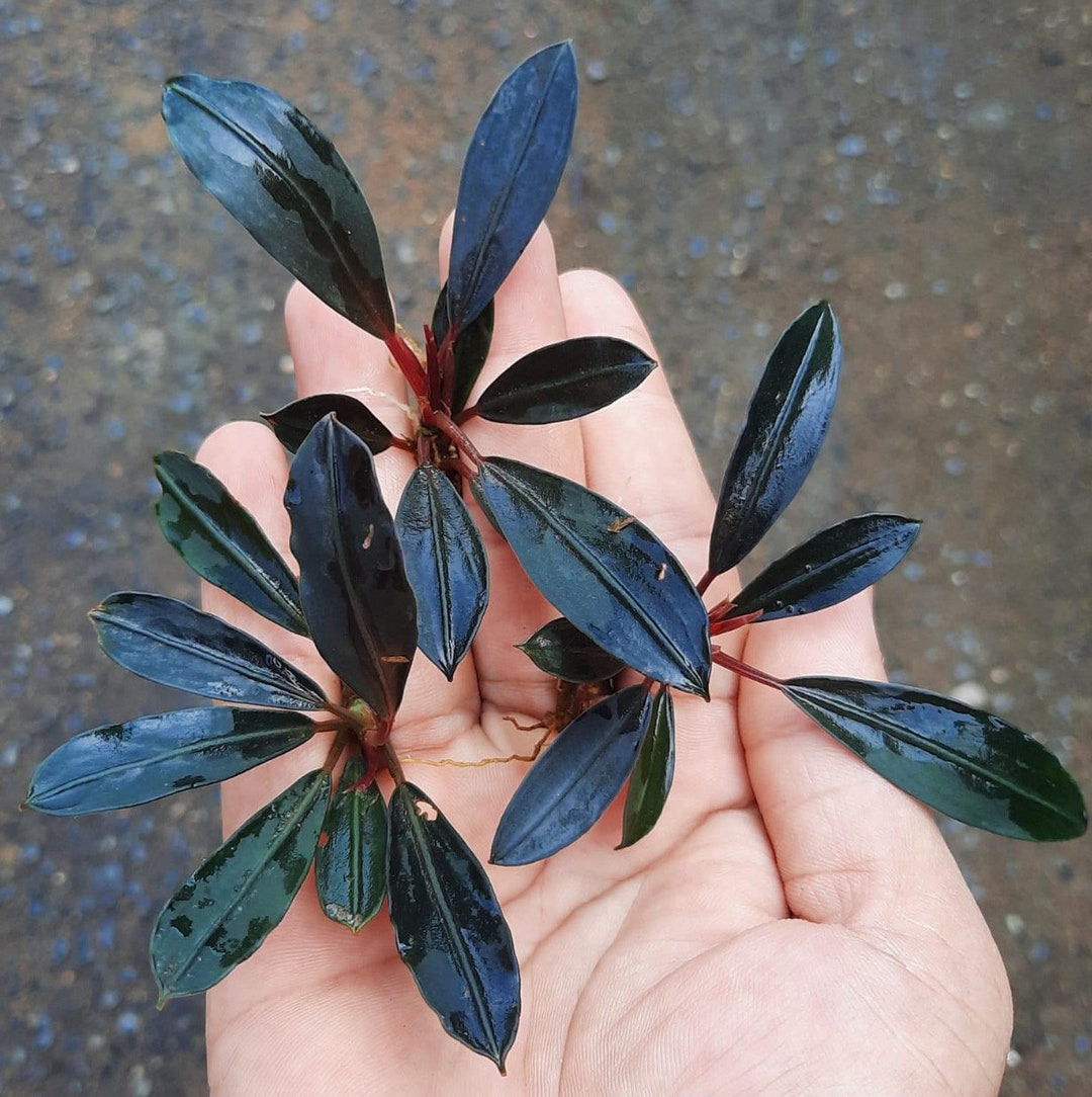 Bucephalandra Pink Lady | Ships From Austin, Texas - Etsy