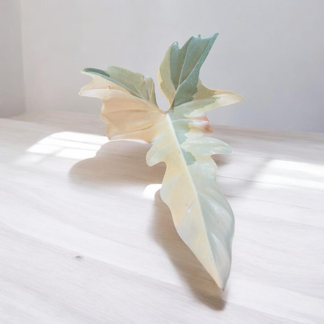 Variegated Philodendron Golden Dragon EXACT CUTTING Ships From Austin ...