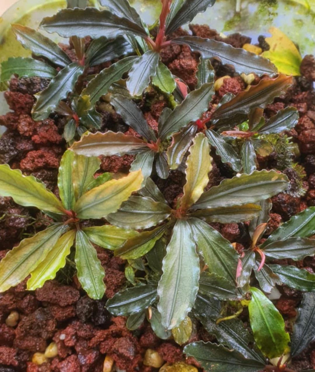 BUCEPHALANDRA GODZILLA Pre-order - Etsy
