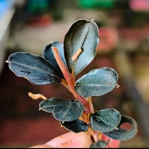 Bucephalandra Brownie Helena | Ships From Austin, Texas - Etsy