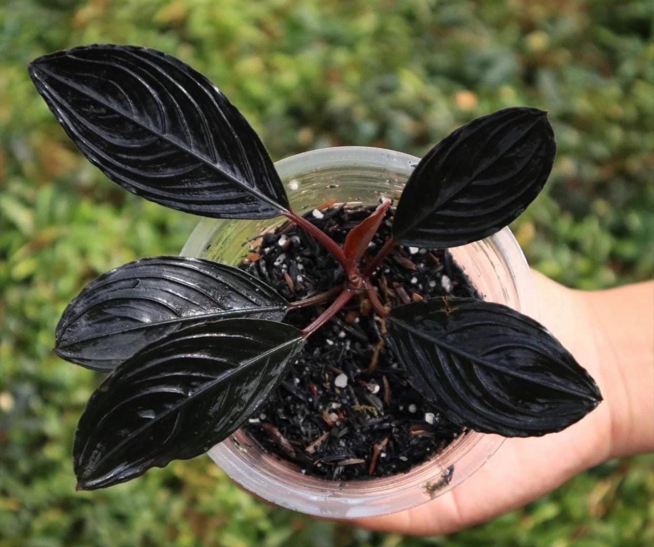 Bucephalandra Dark Skeleton King | Ships From Austin, Texas - Etsy
