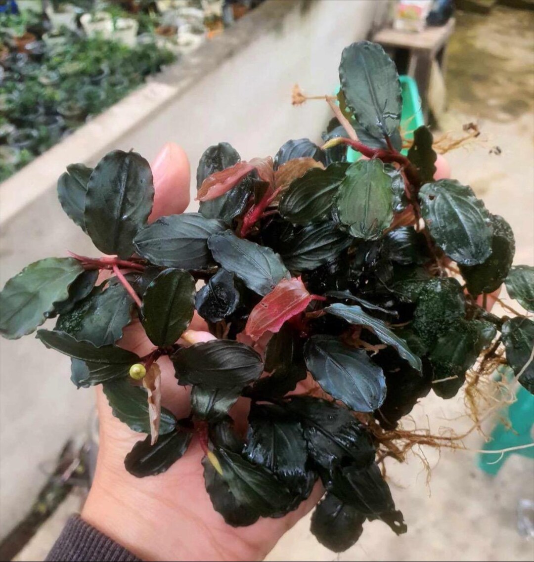 Bucephalandra Red Serenade Ships From Austin, Texas - Etsy