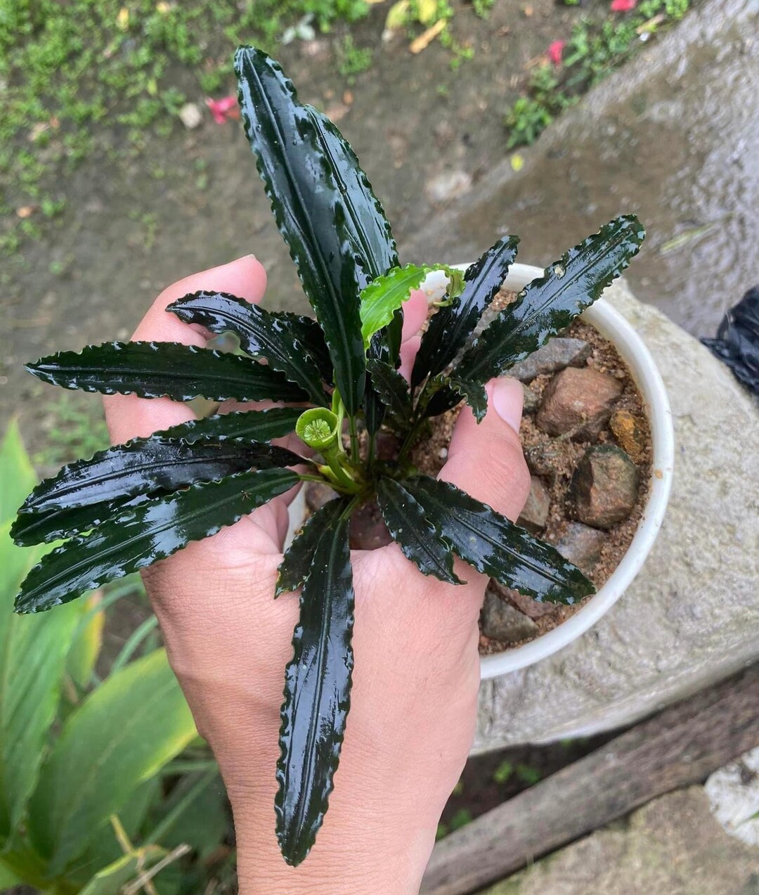 Bucephalandra King Spear Pre-order Shipped Last Week of November - Etsy