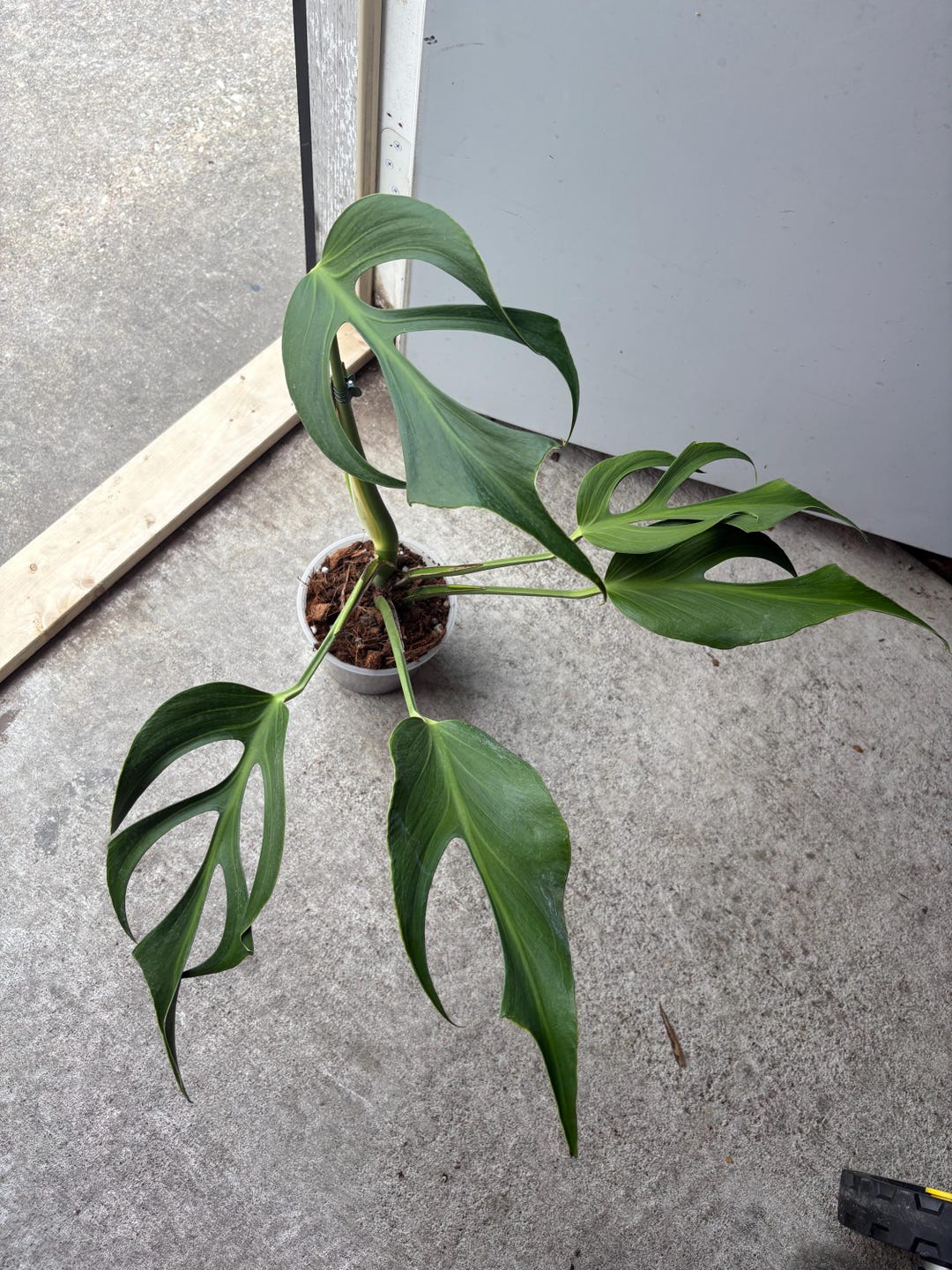 Monstera Burle Marx Flame | Plant #12 | Ships From Austin, Texas - Etsy