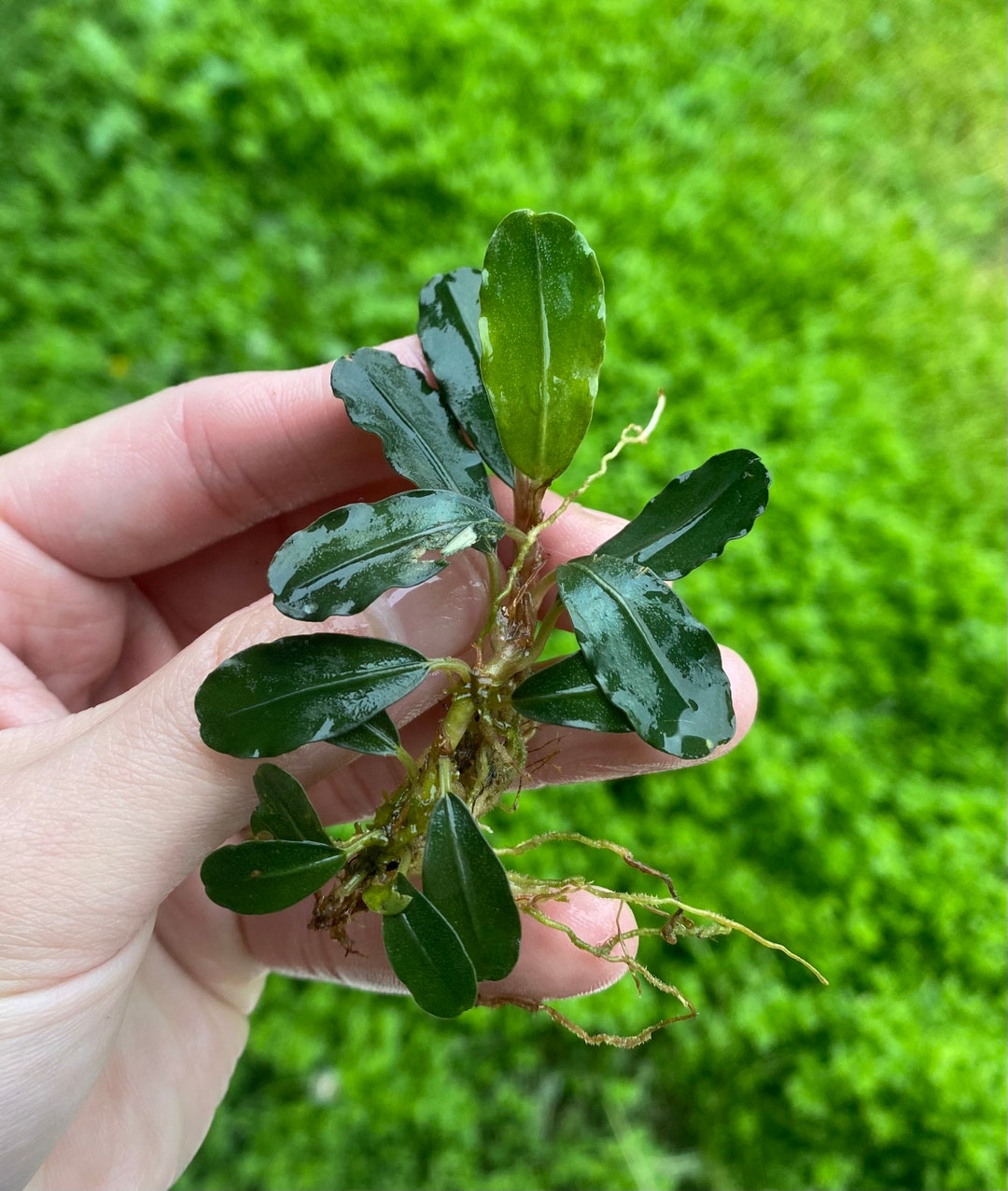 Bucephalandra Brownie Neo - Etsy
