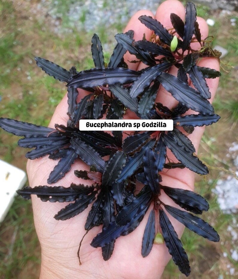 Bucephalandra Godzilla | Pre-order | Shipped Out Between May 15-31st - Etsy
