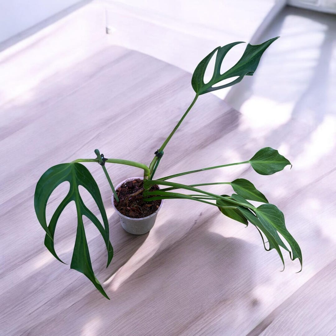 Burle Marx Flame Monstera | Plant #4 | Ships From Austin, Texas - Etsy