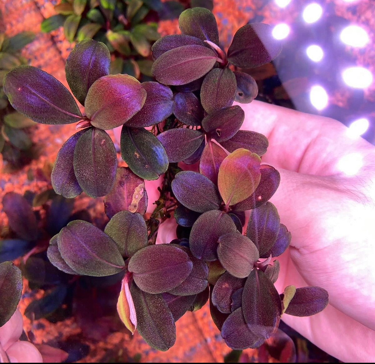 Bucephalandra Helena 2013 rare - Etsy