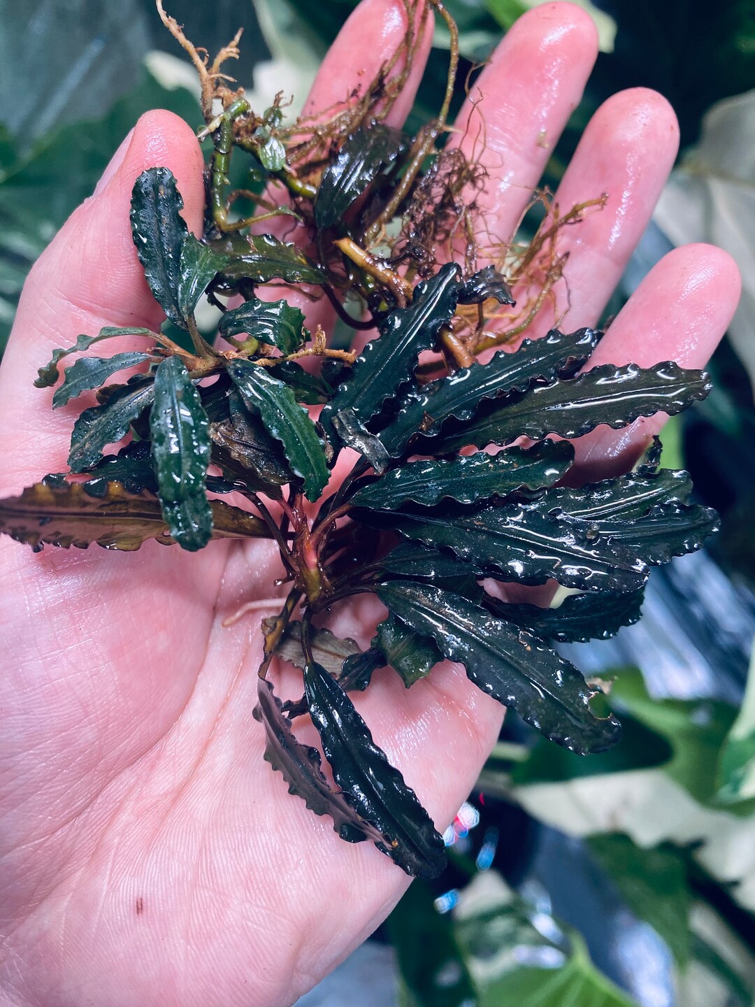 Bucephalandra Godzilla - Etsy