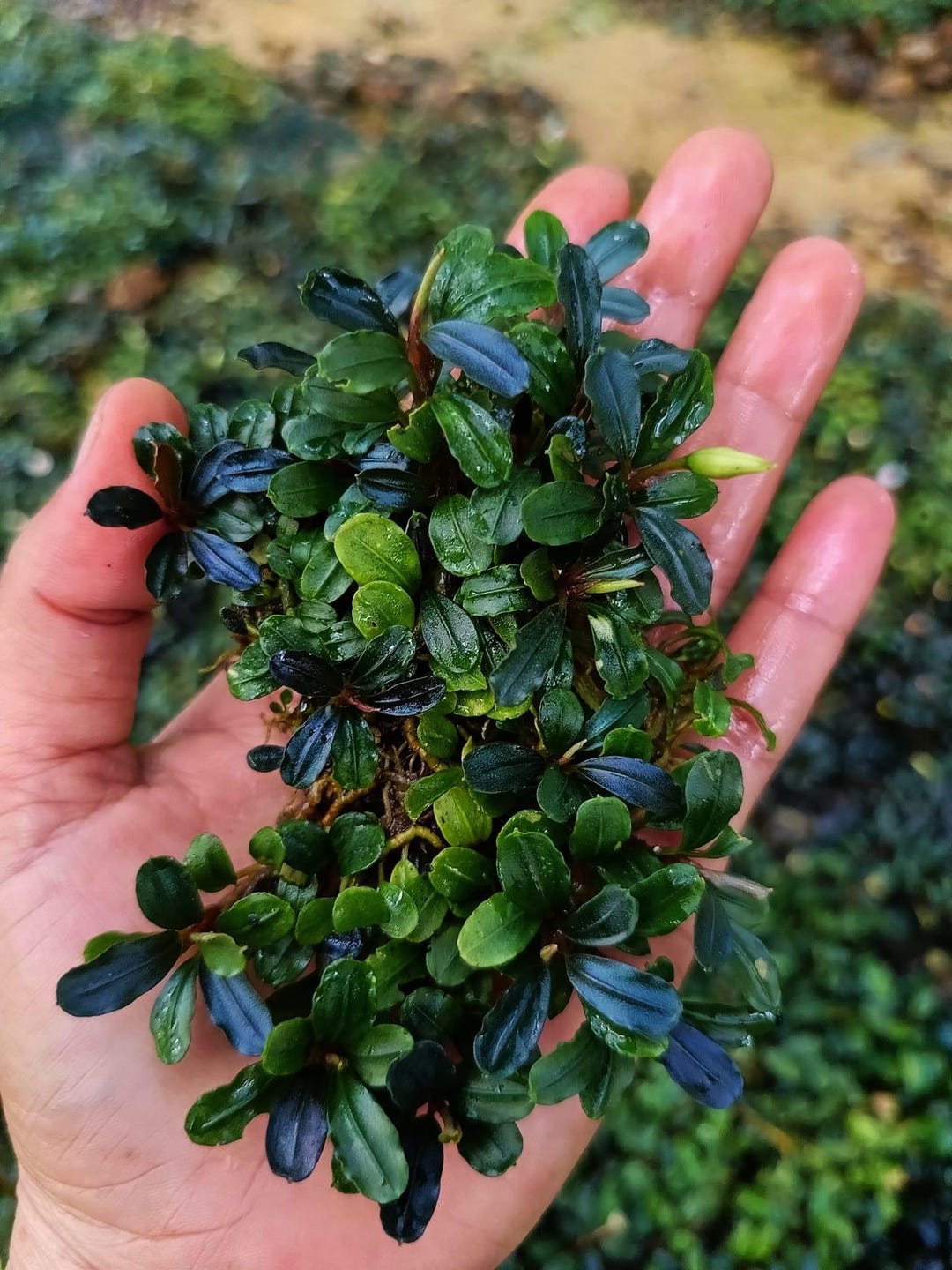 Bucephalandra Mini Boyan Clump Pre-order Shipped Last Week of November ...