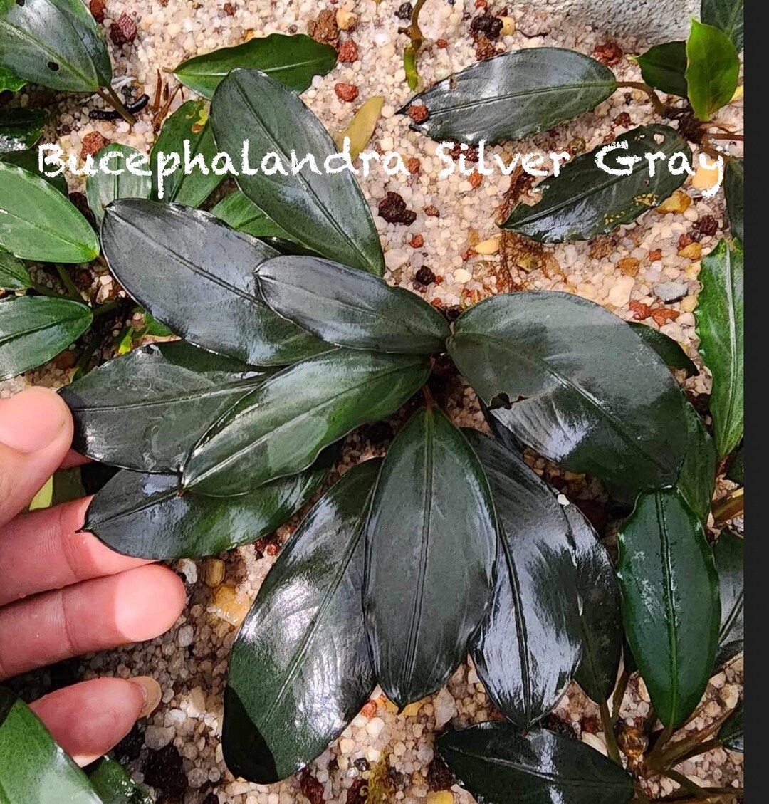 Bucephalandra Silver Gray - Etsy