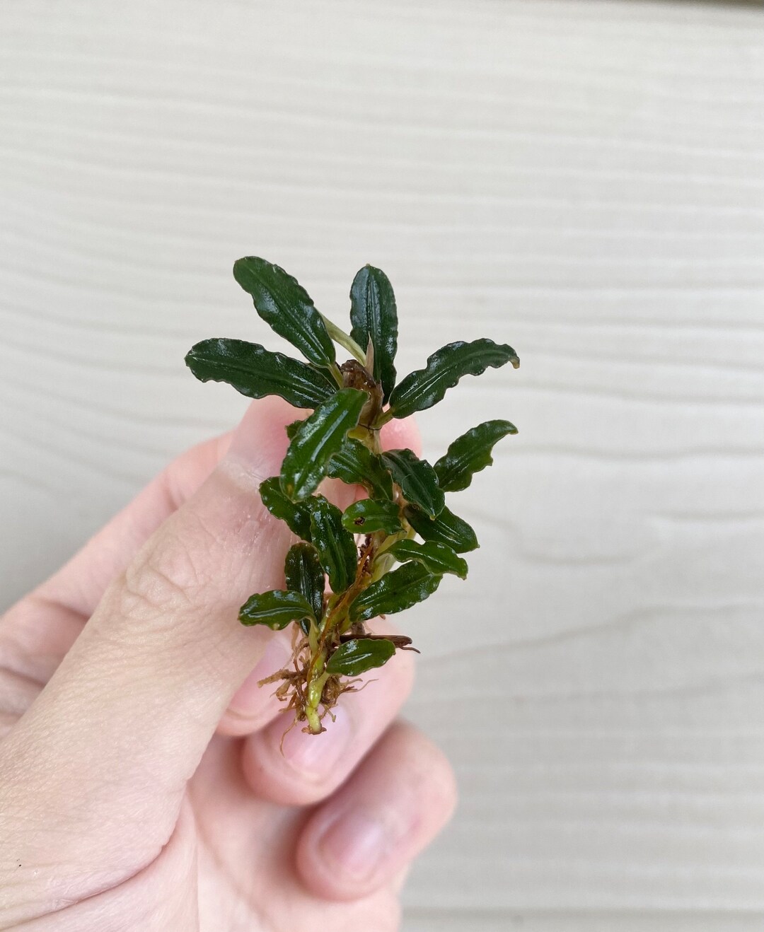 Bucephalandra Mini Phantom Aquatic Plant - Etsy