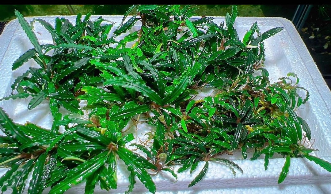 Bucephalandra Velvet | Ships From Austin, Texas - Etsy