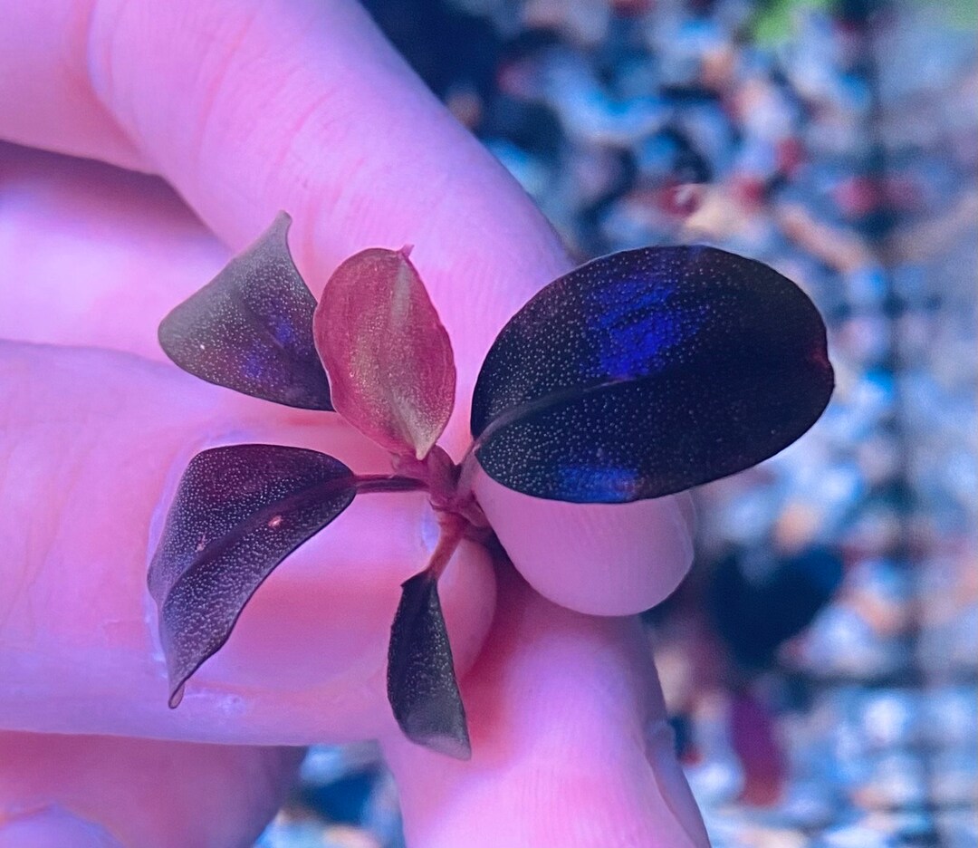 Bucephalandra Blackrock Helena Small Plant starter - Etsy