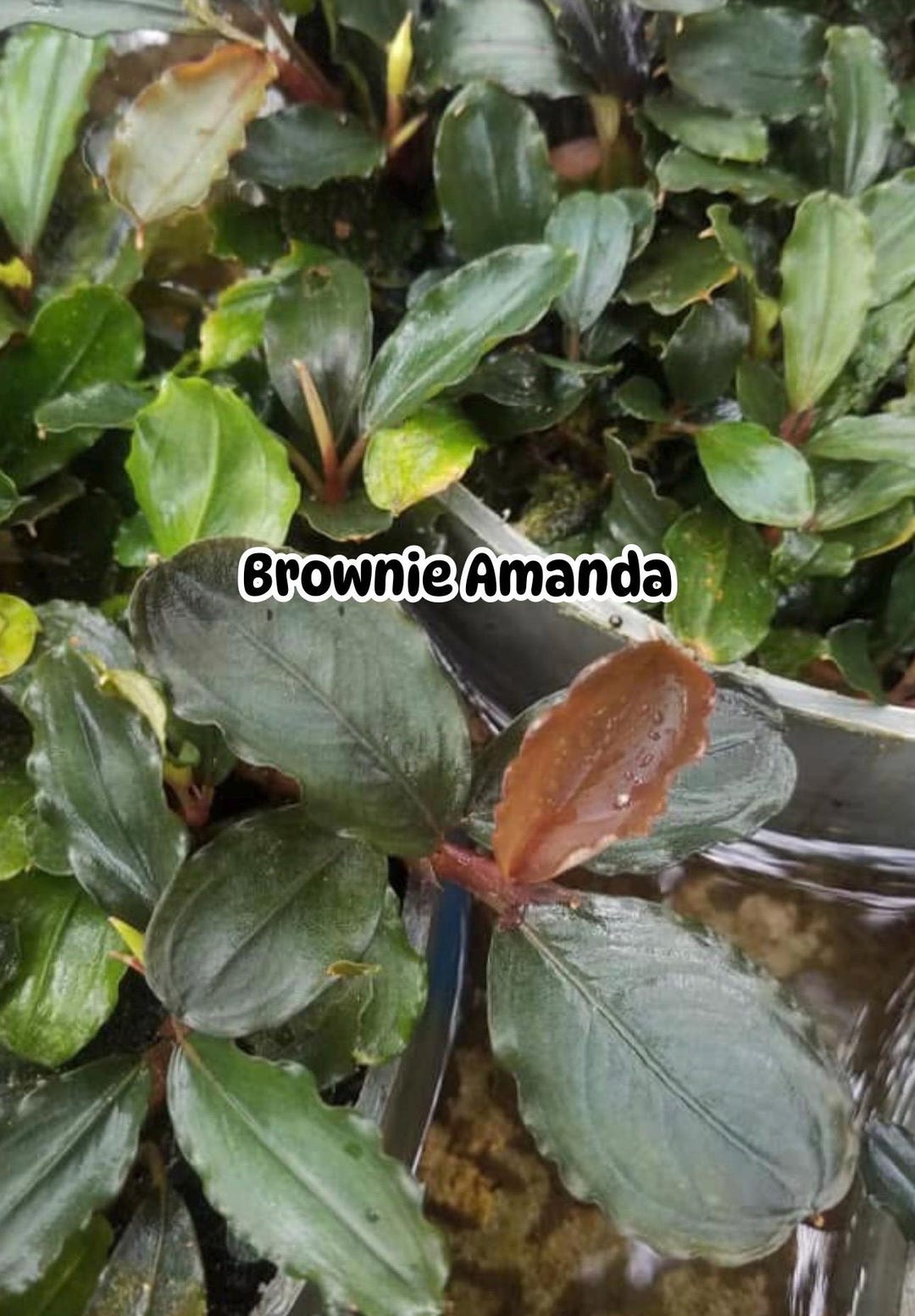 Bucephalandra Brownie Amanda - Etsy