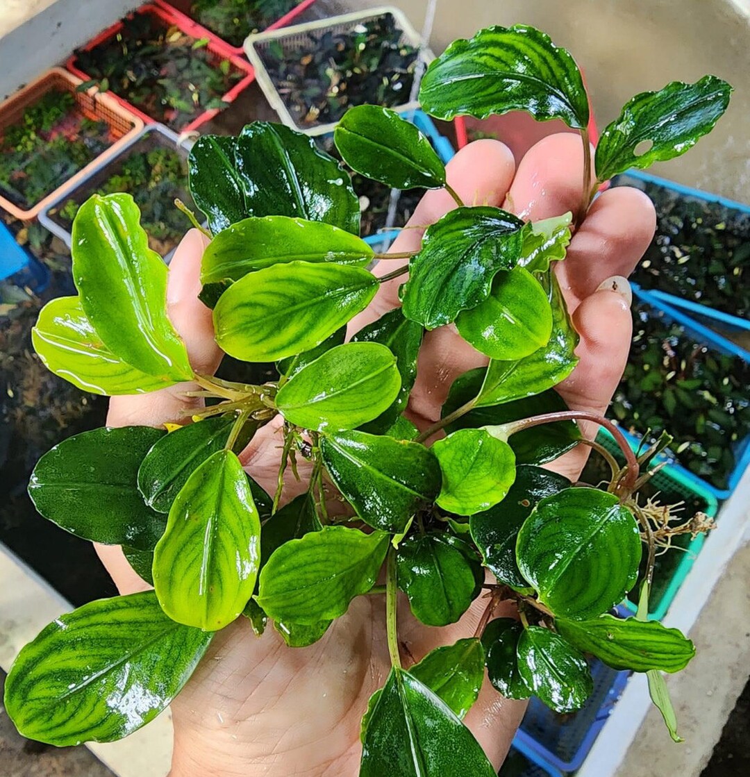 Bucephalandra Emerald Aquatic Plant PRE ORDER Available May 24th - Etsy