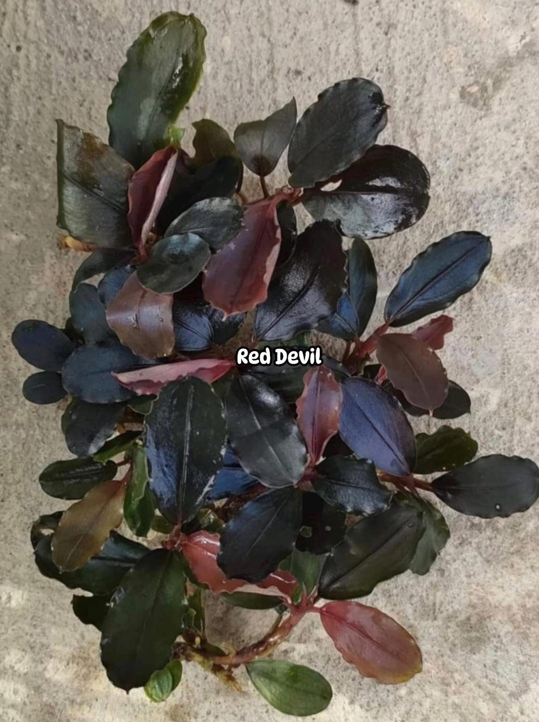 Bucephalandra Red Devil indo Restocking DO NOT Purchase - Etsy