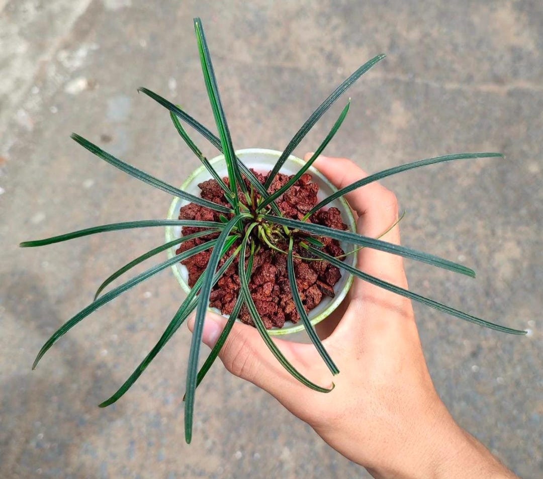 Fenestratatum Culum | Aquatic Plant | Ships From Austin, Texas - Etsy