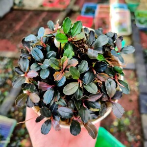 Bucephalandra Brownie Helena | Ships From Austin, Texas - Etsy