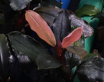 Bucephalandra Paris Aquatic Plant PRE ORDER Available May 24th - Etsy