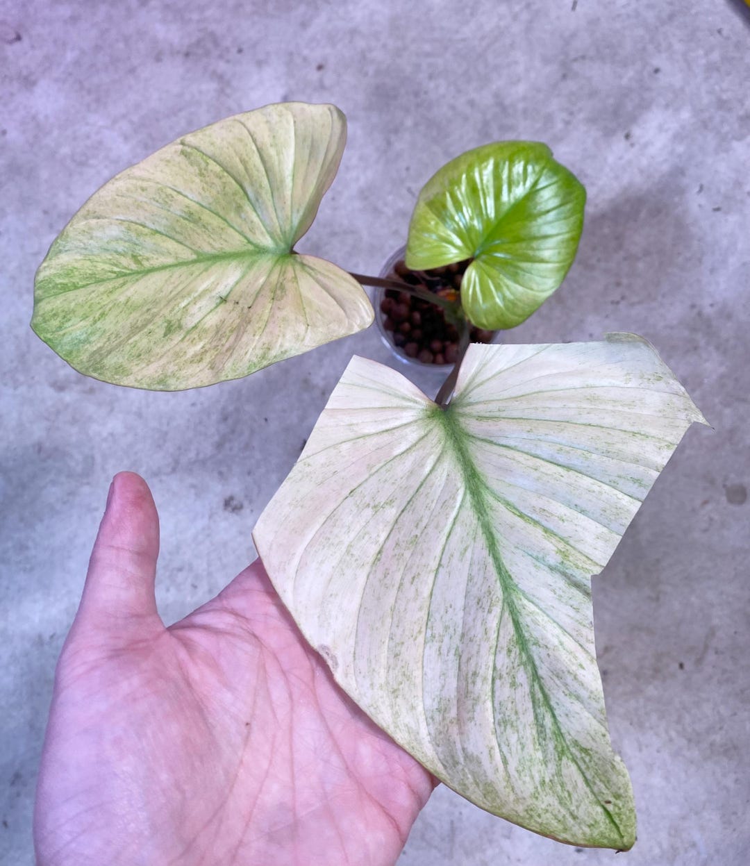 Homalomena Rubescens Mint Pink Exact Plant Ships From Austin, Texas ...