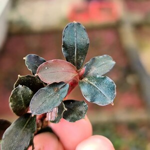 Bucephalandra Brownie Helena | Ships From Austin, Texas - Etsy