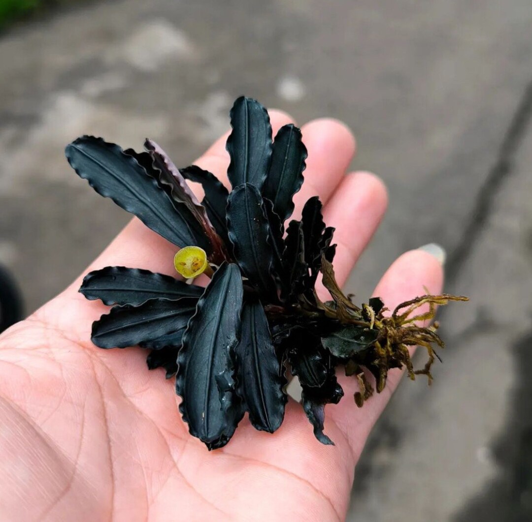 Bucephalandra Sp Godzilla LF Rare Large Form Godzilla - Etsy