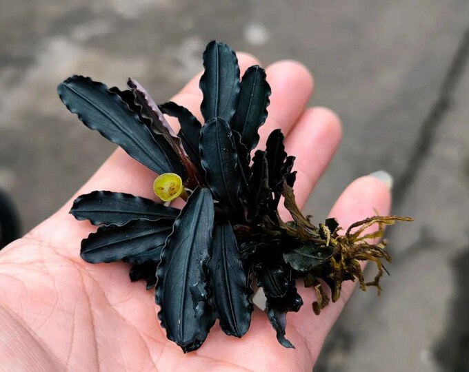 Bucephalandra Sp Godzilla LF | Rare Large Form Godzilla - Etsy