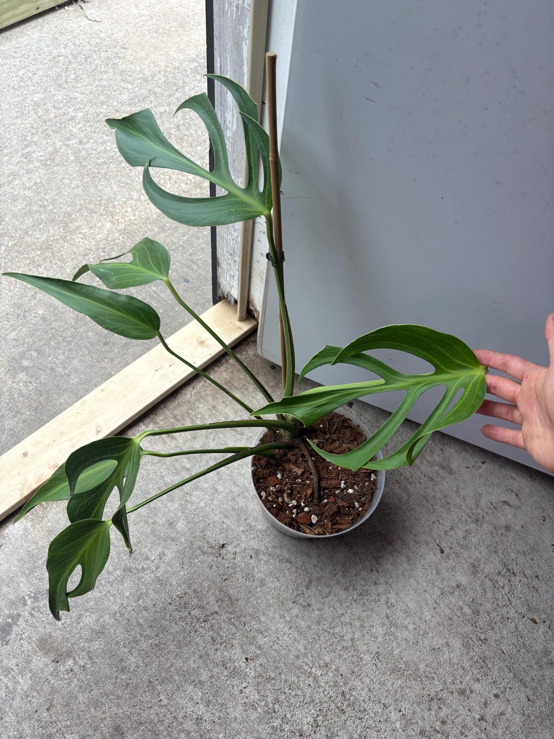 Burle Marx Flame Monstera | Plant #18 | Ships From Austin, Texas - Etsy