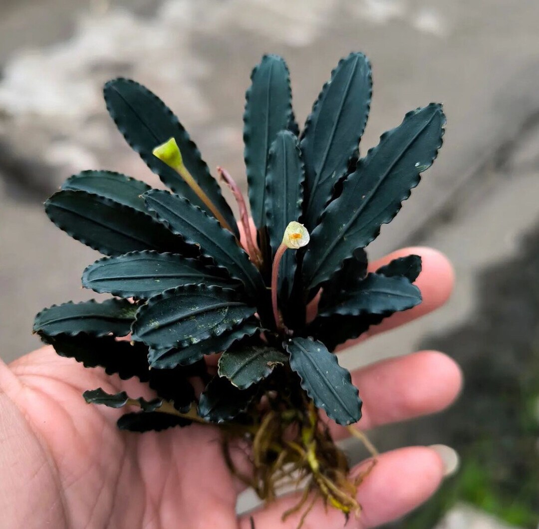 Bucephalandra Sp Godzilla LF Rare Large Form Godzilla - Etsy